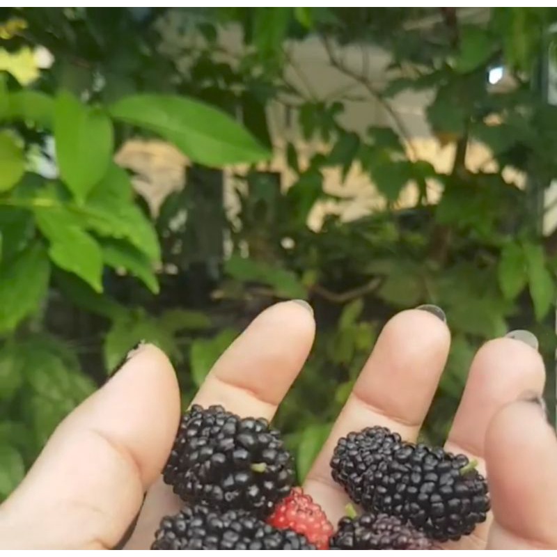 Jual Daun Murbey 100 gram | Shopee Indonesia