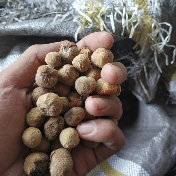 Jual KW1 5 ONS BIJI BENIH KAYU JATI HYBRID HIBRIDA UNGGUL! | Shopee ...