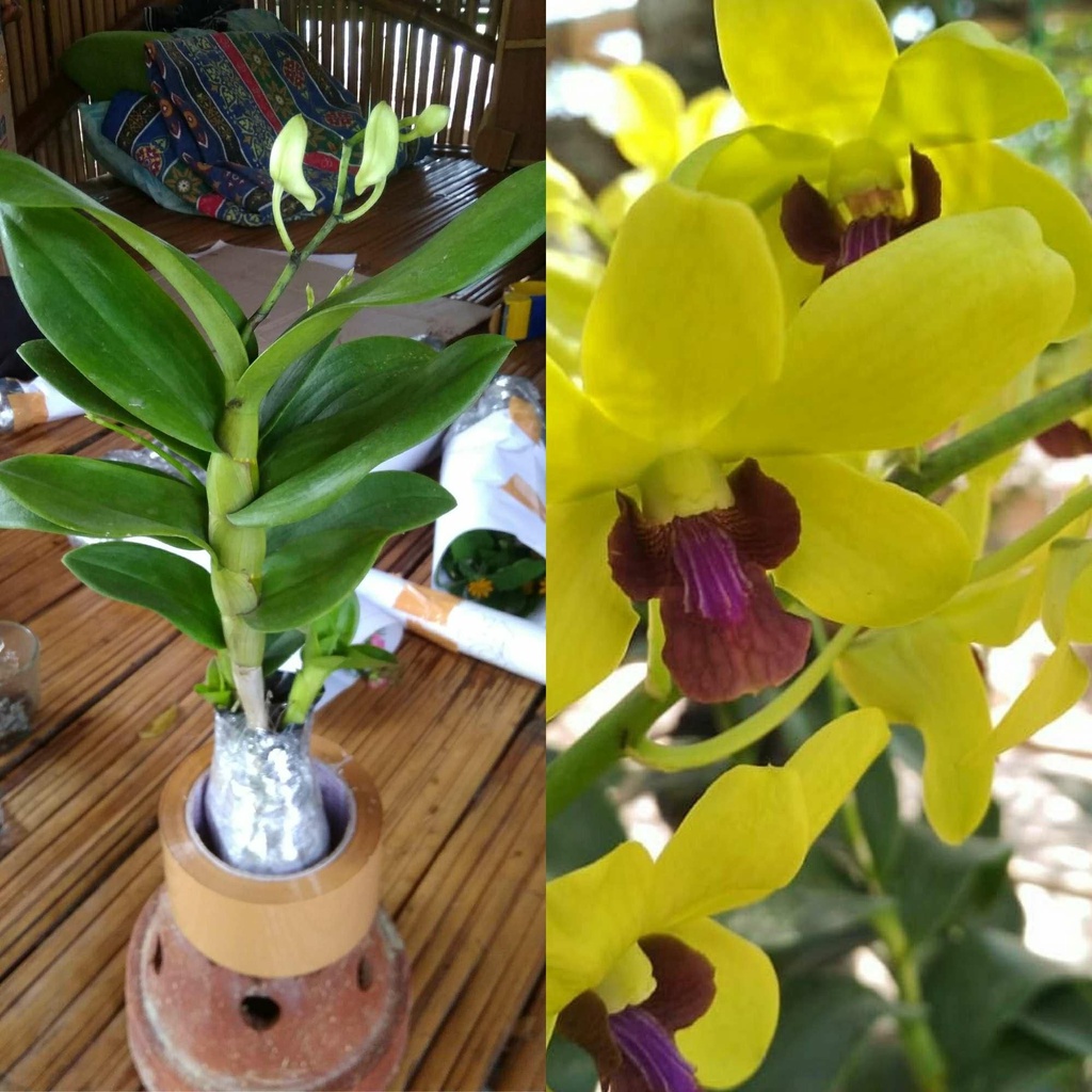 Jual bunga anggrek Dendrobium dewasa - bunga anggrek kuning - angrek ...