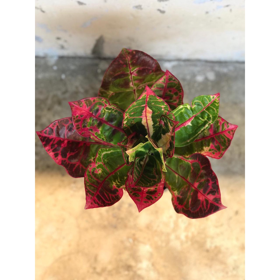 Jual Tanaman hias bunga puring KURA KURA MERAH warna daun cantik murce ...