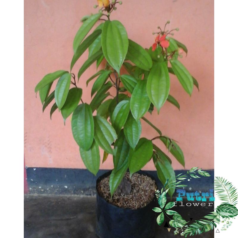 Jual tanaman rambat bunga bauhinia coccinea pohon bohemia bahunia ...