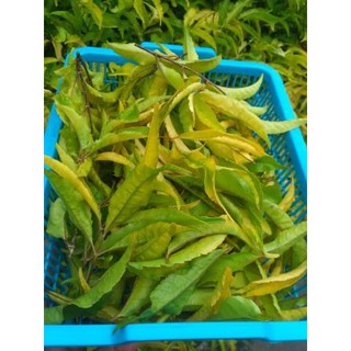 Jual Daun Cakla Cikli/Cakra Cikri (Polyscias filicifolia) 500 Gram ...