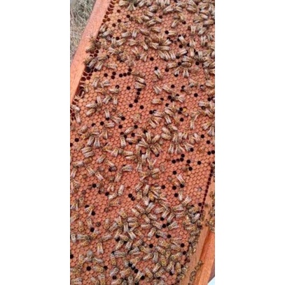 Jual jual bibit lebah madu apis mellifera kualitas unggul | Shopee ...