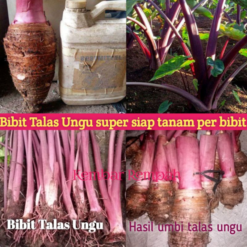 Jual BIBIT UMBI TALAS UNGU SIAP TANAM | Shopee Indonesia