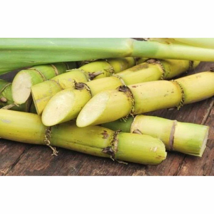 Jual Tebu kuning segar - Tebu Kuning manis fresh 1 kg | Shopee Indonesia