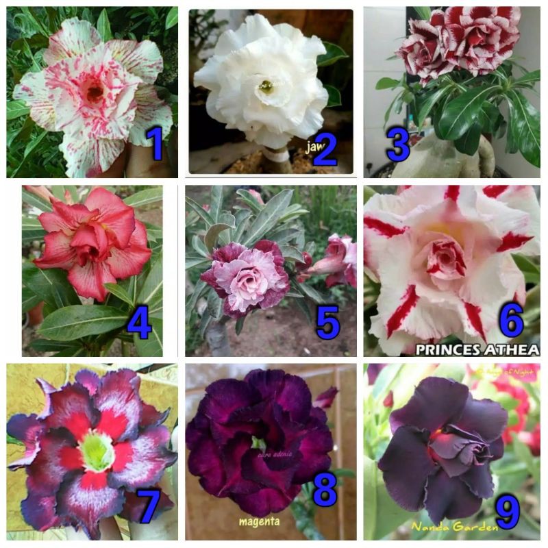 Jual Paket 10 Bunga Tumpuk Adenium Kamboja Jepang-adenium bunga tumpuk ...