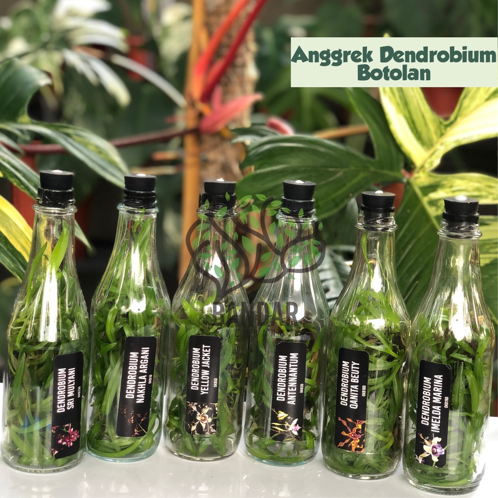 Jual Bibit Botolan Dendro Primary Hybrid Bibit Anggrek Dendrobium Dalam ...