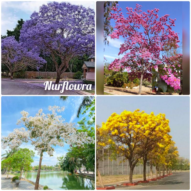 Jual PROMO MURAH VARIASI TANAMAN TABEBUYA BUNGA UNGU PINK PUTIH DAN ...