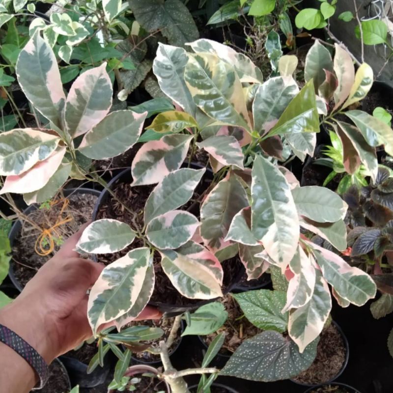 Jual Tanaman Hias Sambang Darah Bunga Merah Putih | Shopee Indonesia