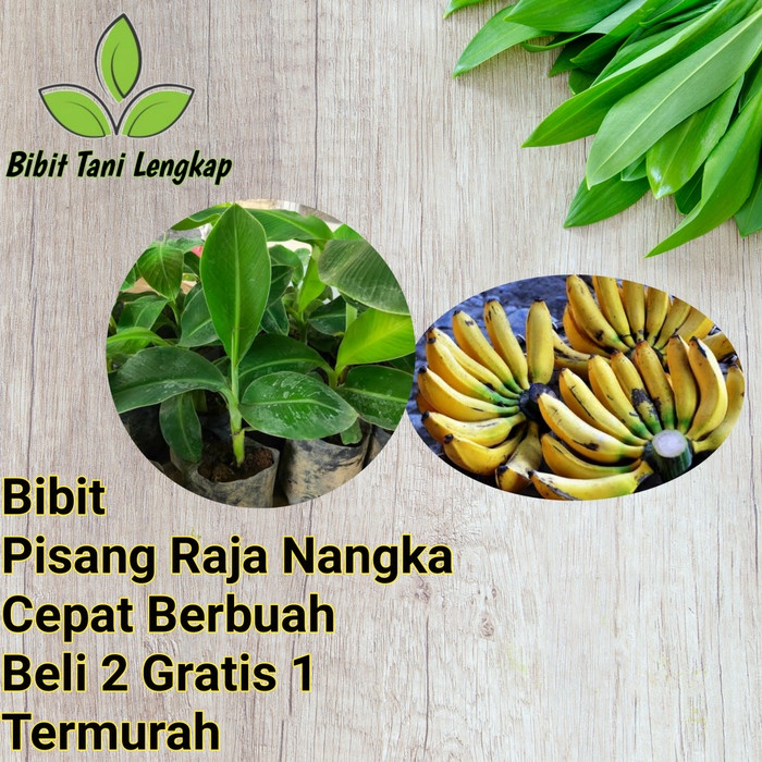 Jual Bibit Tanaman Buah Pisang Raja Nangko super unggul | Shopee Indonesia