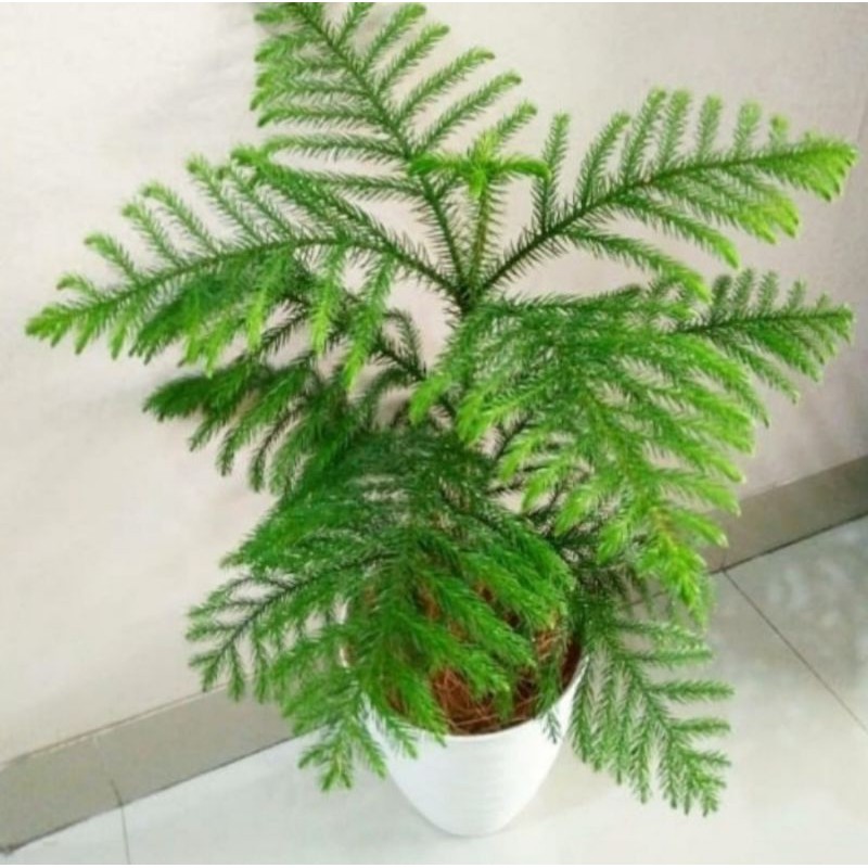 Jual Pohon Cemara Norfolk Tanaman Hias Cemara Norfolk / Cemara Morfok ...