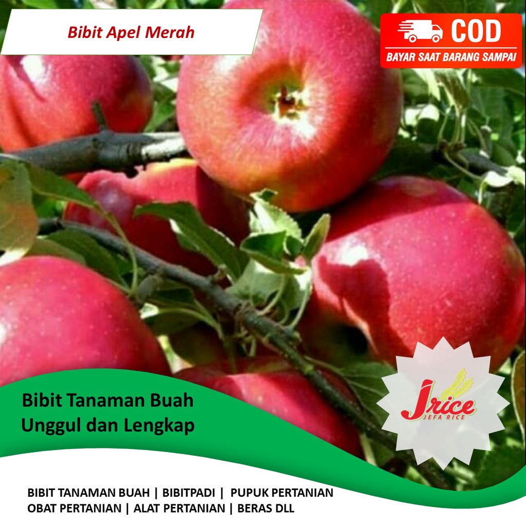 Jual BIBIT APEL MERAH OKULASI CEPAT BERBUAH | Shopee Indonesia