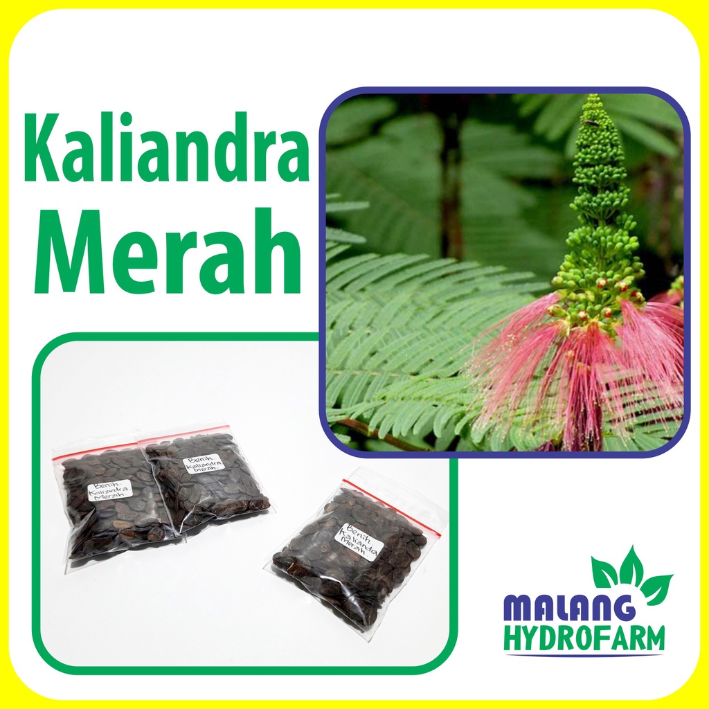 Jual Benih Kaliandra Bunga Merah Unggulan berkualitas biji bibit ...