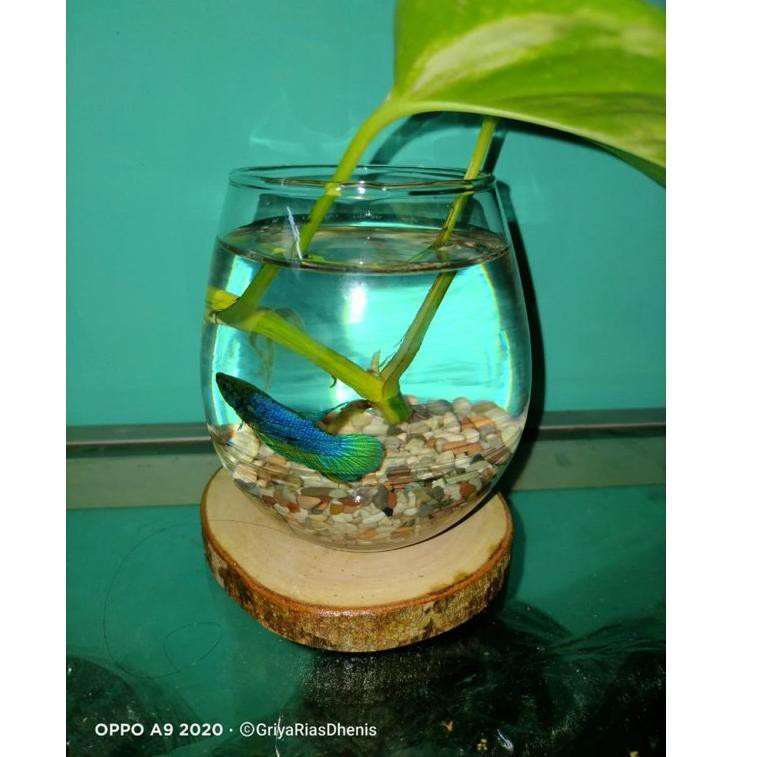 Jual Hx1> Gelas Cupang + Tatakan + Batu Hias / Aquarium Mini / Aquarium ...