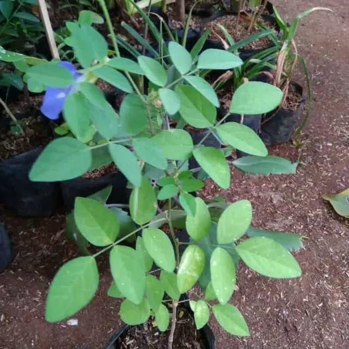 Jual tanaman rambat kembang Telang bunga Teleng tanaman obat herbal ...