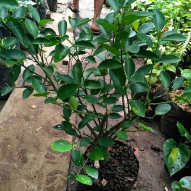Jual Pohon Jeruk Nipis - Bibit Tanaman Pohon Jeruk Nipis | Shopee Indonesia Jual Pohon Jeruk Nipis - Bibit Tanaman Pohon Jeruk Nipis | Shopee Indonesia