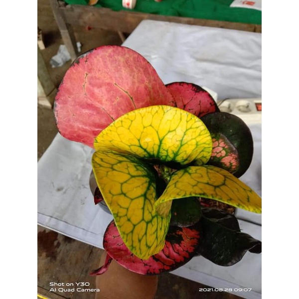 Jual puring apel KLX (bibit 30 cm) | Shopee Indonesia