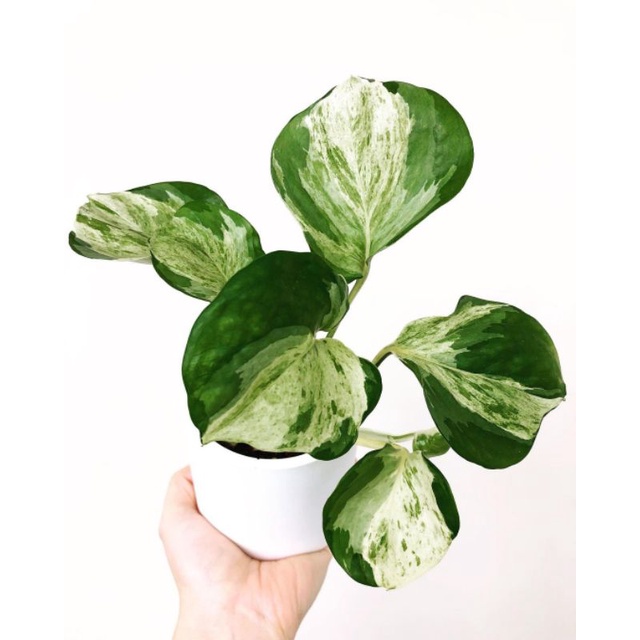 Jual Tanaman bunga epipremnum manjula / sirih gading balon | Shopee ...