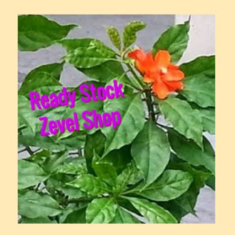 Jual pohon / tanaman daun tujuh jarum / bintang untuk berbagai penyakit ...