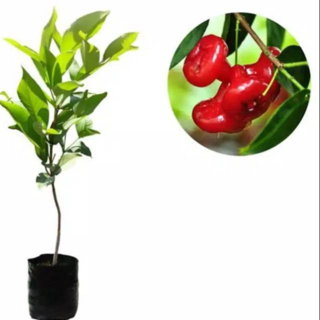 Jual Bibit jambu air kancing merah | Shopee Indonesia