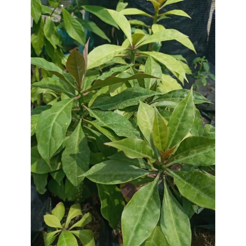Jual DAUN BUNGA TUJUH JARUM SEGAR 500 GRAM | Shopee Indonesia