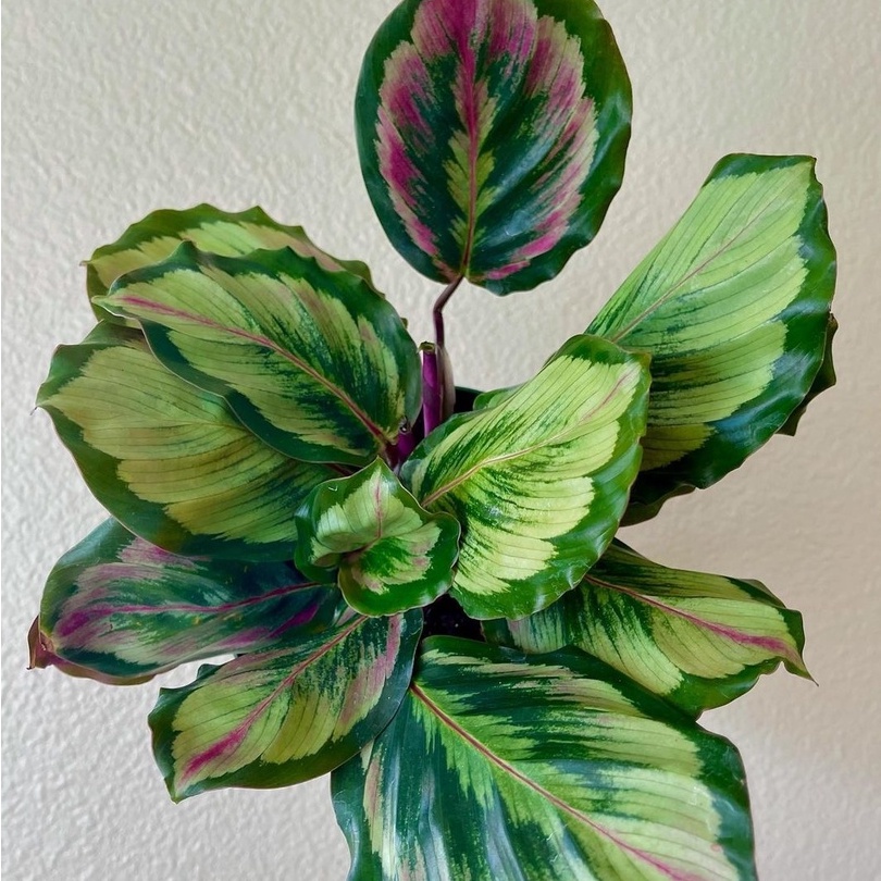 Jual Calathea Royal Star Tanaman Calathea Tanaman Hias Indoor Bunga ...