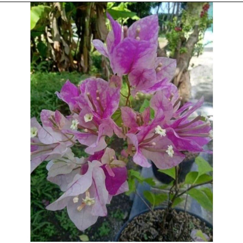 Jual NEW!!TANAMAN HIAS BUGENVIL BUNGA KERTAS//MERCY PURPEL | Shopee ...