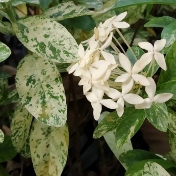 Jual Pohon Soka Varigata Bunga Putih Tanaman Hias Pohon Asoka Variegata ...