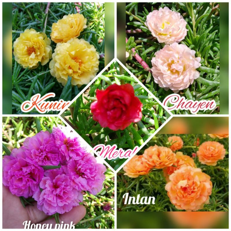 Jual krokot tumpuk 5warna | Shopee Indonesia