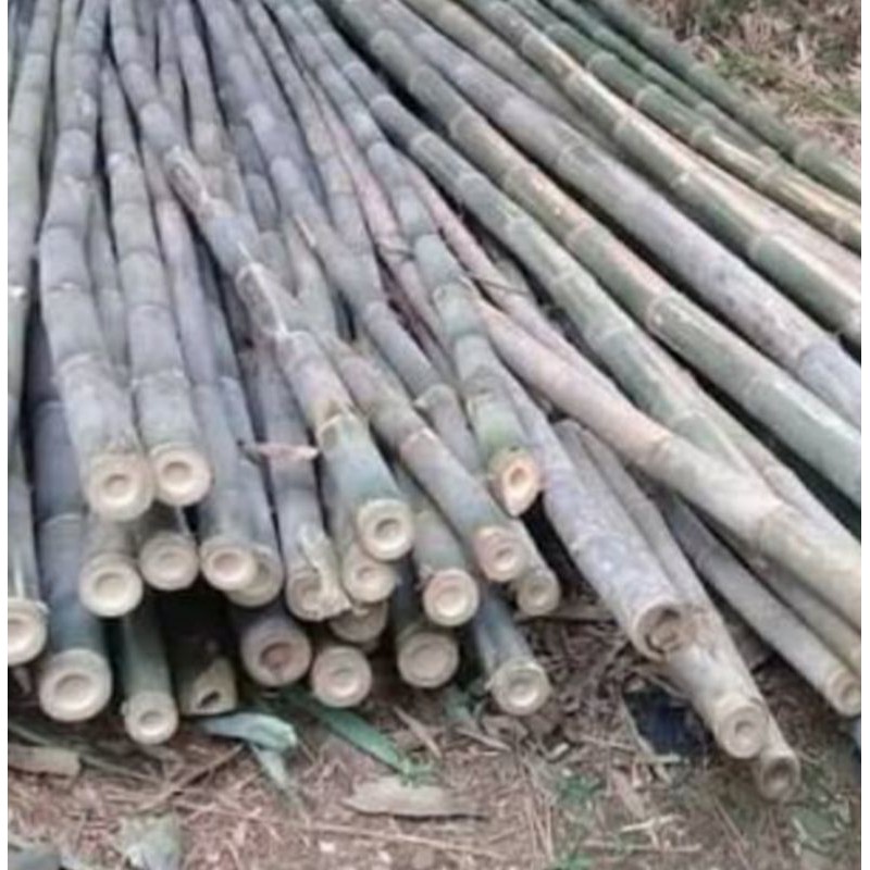 Jual Bambu pengganti kaso buat stager daerah Tambun Cibitung | Shopee ...