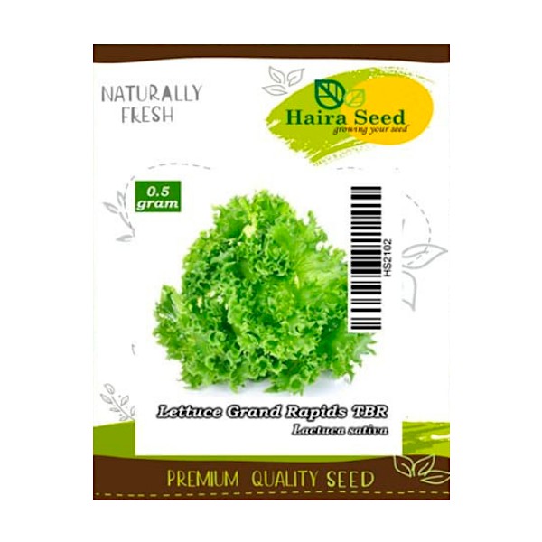Jual Benih Bibit Selada Keriting Hijau Grand Rapids Haira Biji Hidroponik | Shopee Indonesia
