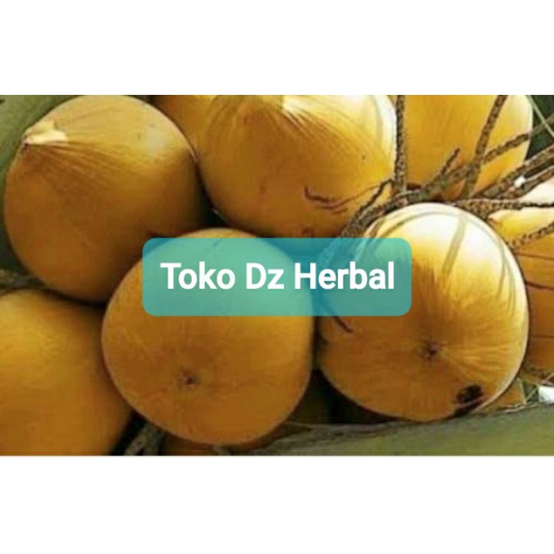 Jual Buah kelapa gading asli segar / kelapa kuning | Shopee Indonesia