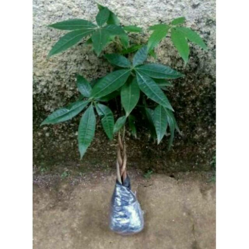 Jual Pohon pacira - Tanaman hias pachira kepang 3 | Shopee Indonesia