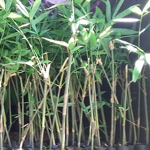 Jual Bibit Tanaman Bambu Apus / Bambu Tali Siap Tanam - Murah | Shopee ...