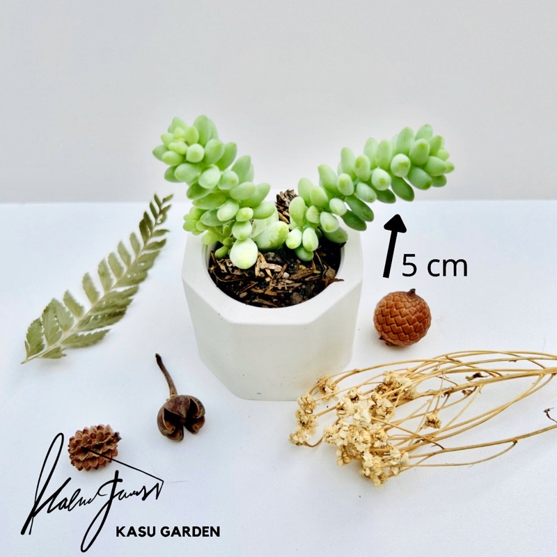 Jual Kaktus Sukulen mini fullset (free pot semen, tanah, batu hias ...
