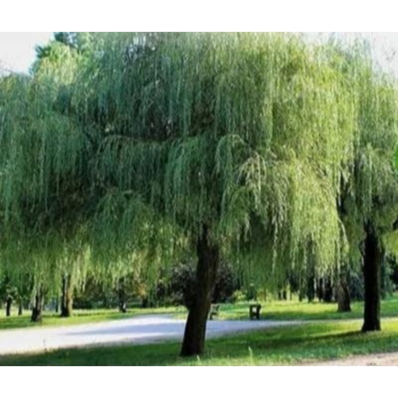 Jual Pohon liang liu tinggi 2meter Sampai 3meter | Shopee Indonesia