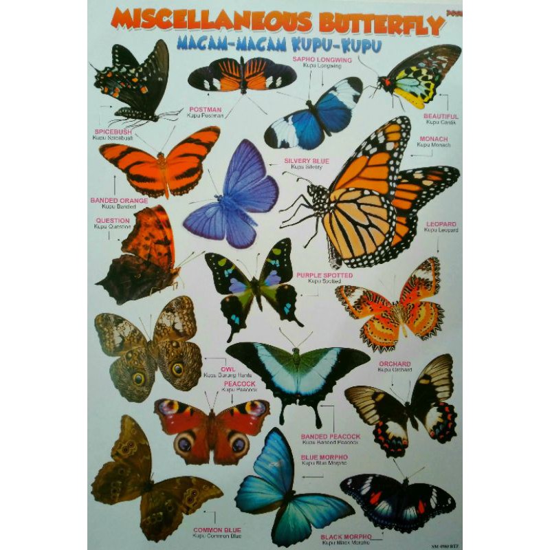 Jual Poster Edukasi Poster anak Macam macam Kupu kupu | Shopee Indonesia
