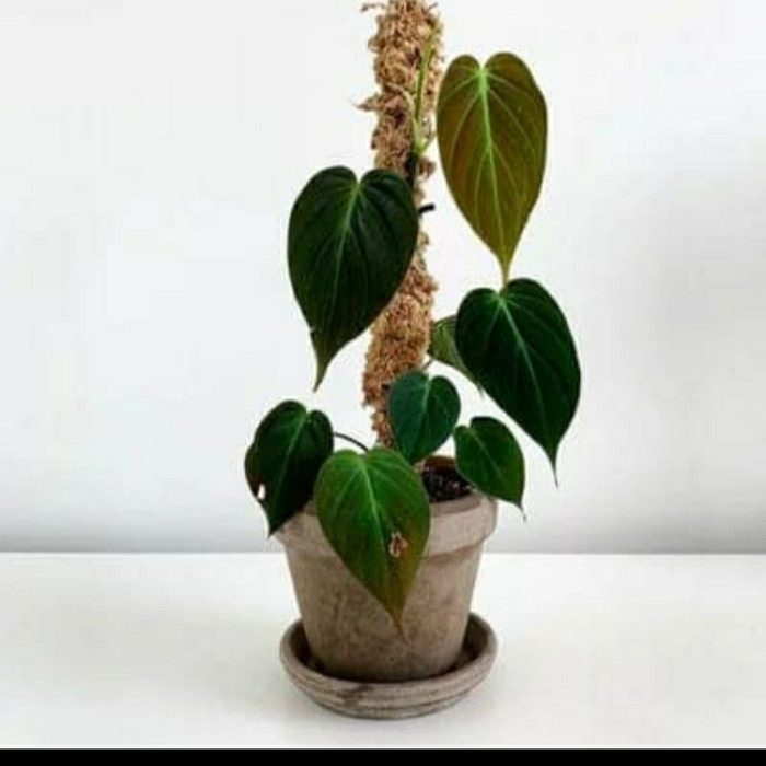 Jual tanaman hias philo mican/tanaman rambat | Shopee Indonesia