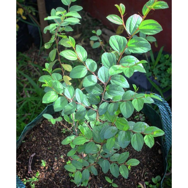 Jual bibit tanaman bidara arab - ruqyah - penangkal jin | Shopee Indonesia