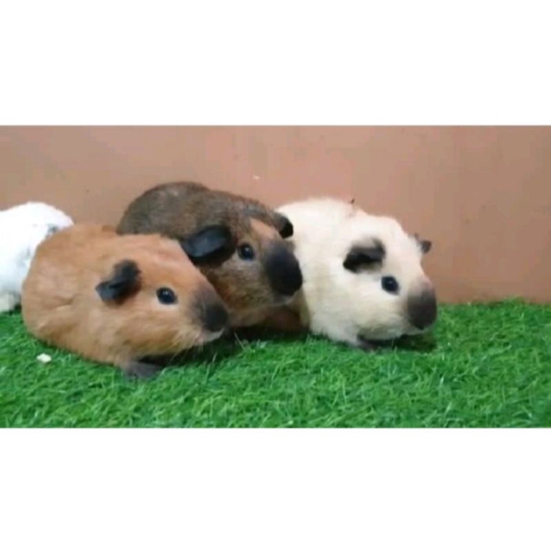 Jual marmut hias California | Shopee Indonesia