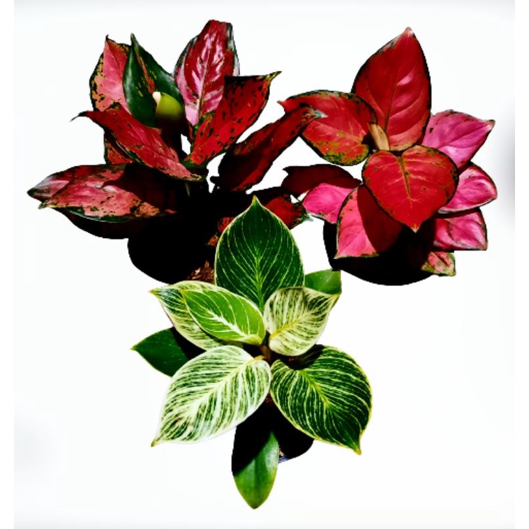 Jual paket hemat 3 pohon(pilo bhirkin,red anja,katrina) | Shopee Indonesia