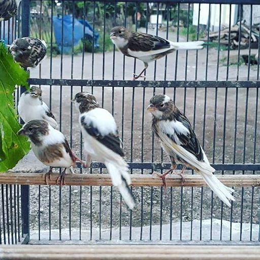 Jual BURUNG KENARI PANDA PUTIH JANTAN MULAI BUNYI PROSES GACOR | Shopee ...