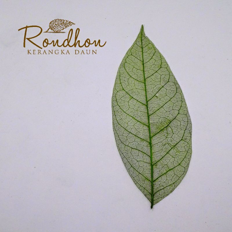 Jual DAUN MAHONI / KERANGKA DAUN / TULANG DAUN / SKELETON LEAF | Shopee ...