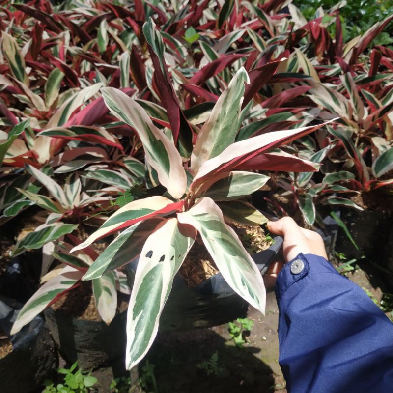 Jual TANAMAN HIAS CALATHEA TRIOSTAR RIMBUN / MARANTA TRICOLOR / MARANTA ...