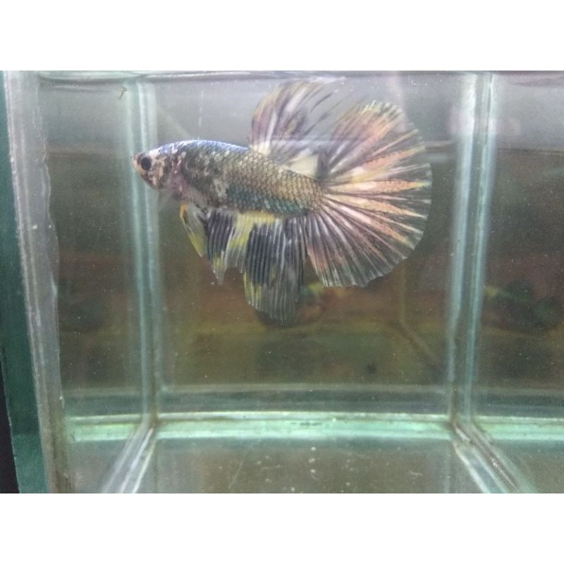 Jual Cupang HM Yellow Cooper Gold | Shopee Indonesia