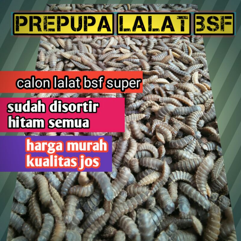 Jual prepupa maggot BSF Super 1kg murah | Shopee Indonesia