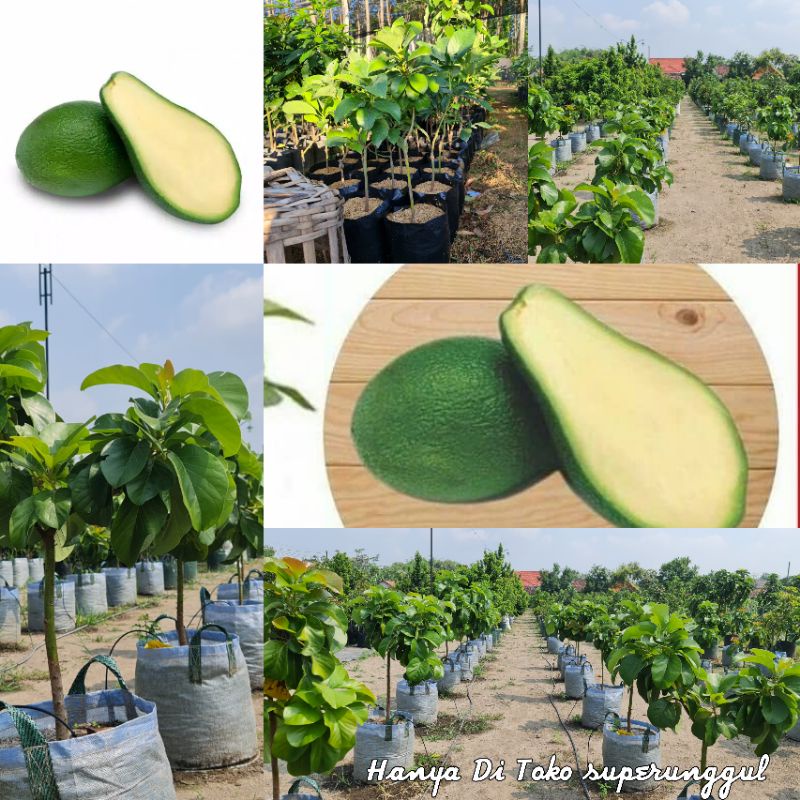 Jual Tanaman Pohon Buah Alpukat Ukuran Satu Meter Lebih Dengan Batang ...