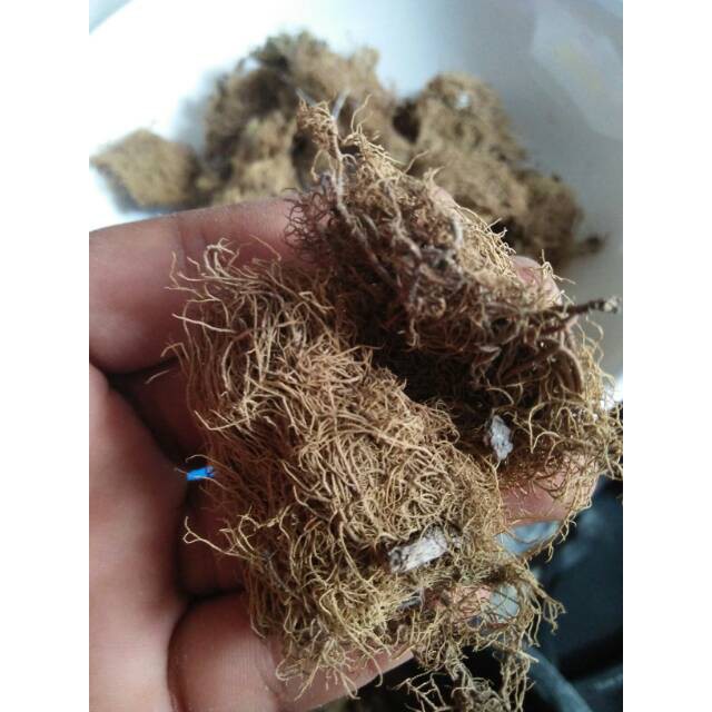 Jual Kayu angin Kering atau Akar angin 500gr | Shopee Indonesia