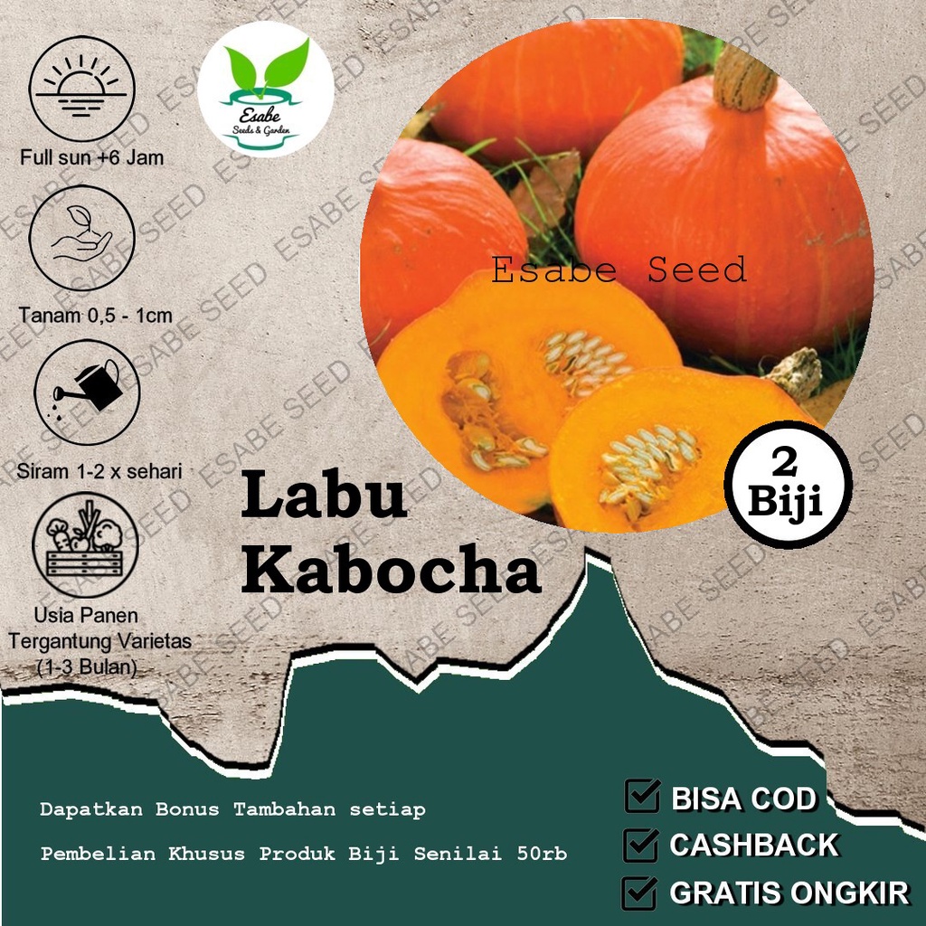 Jual Benih Biji Kabocha Jepang Orange Labu Orange Curcubita Pumpkin ...