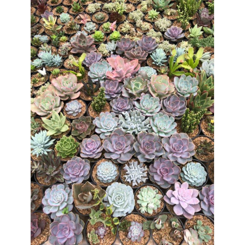 Jual Paket Sekulen Mini Isi 50pcs | Shopee Indonesia